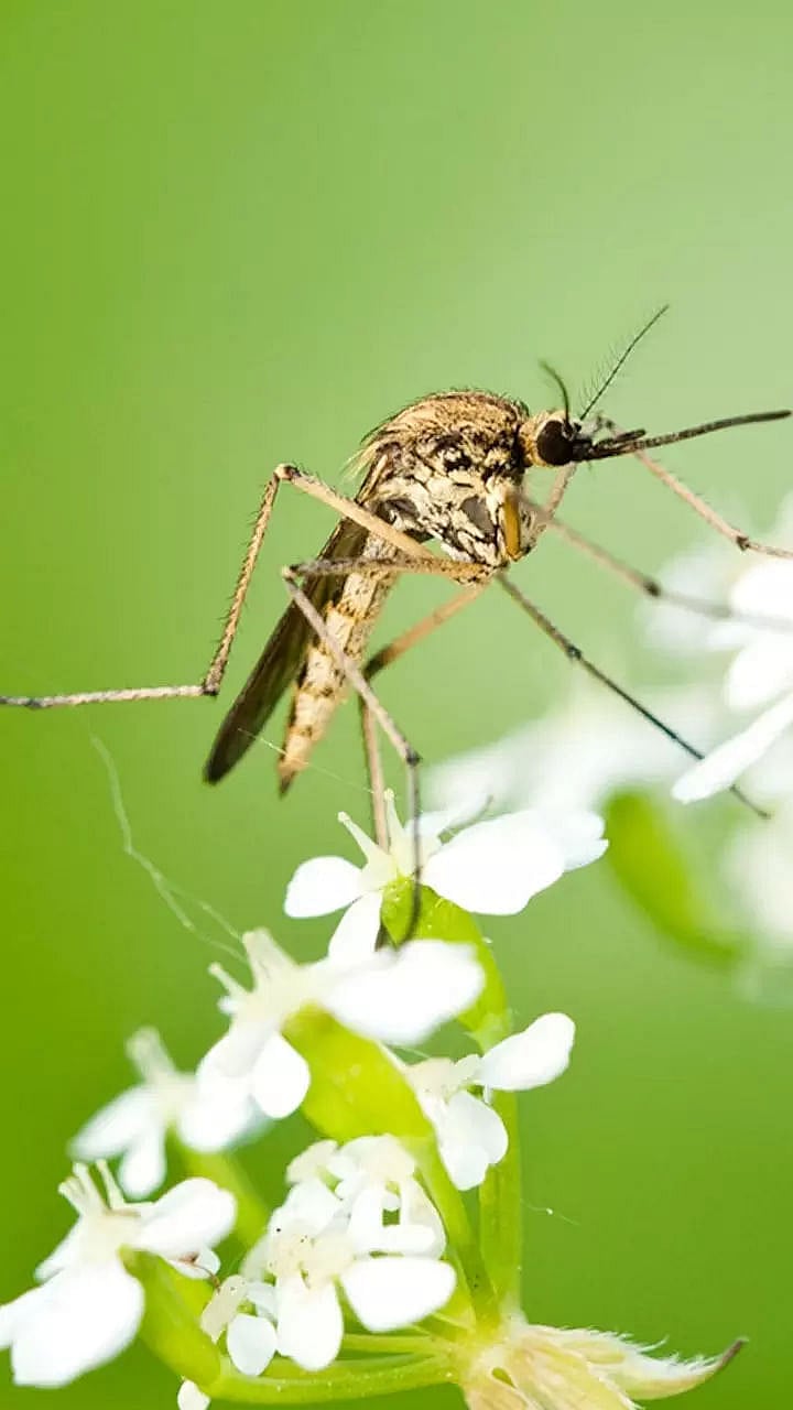 Home Remedies to Repel Mosquitoes