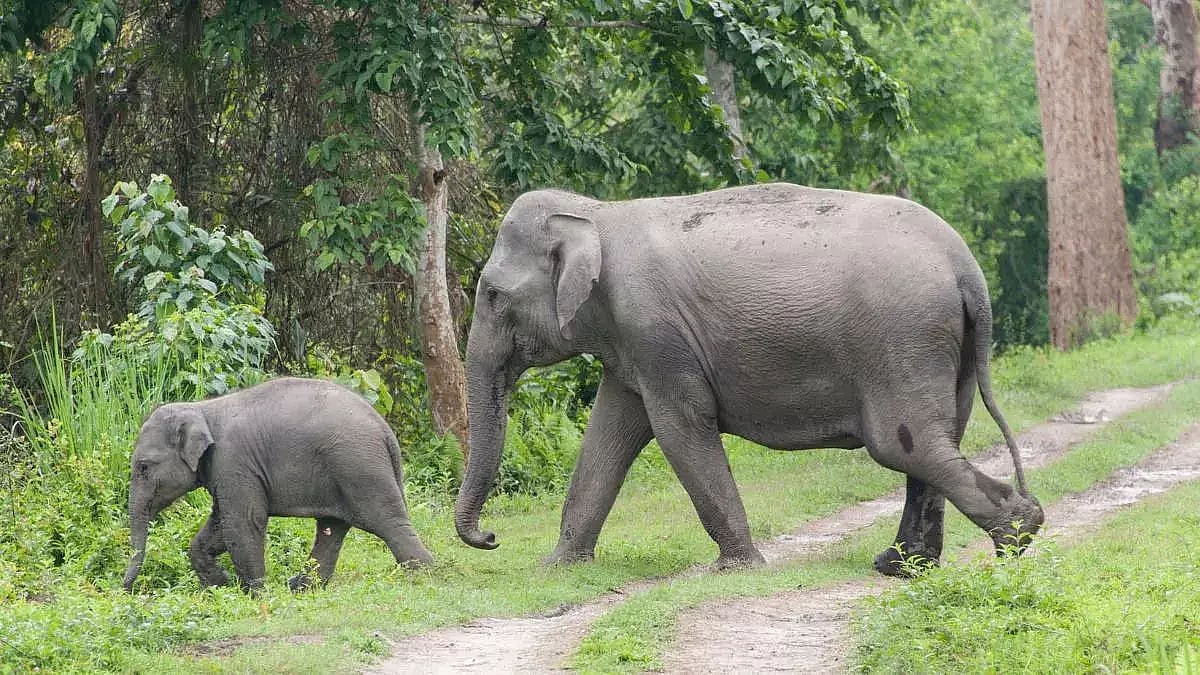 Meghalaya: Rampant Elephant Attacks Claim Lives in Garo Hills