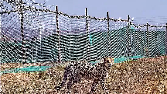 Tragic Loss of Cheetahs in India's Kuno National Park Sparks Concerns ...