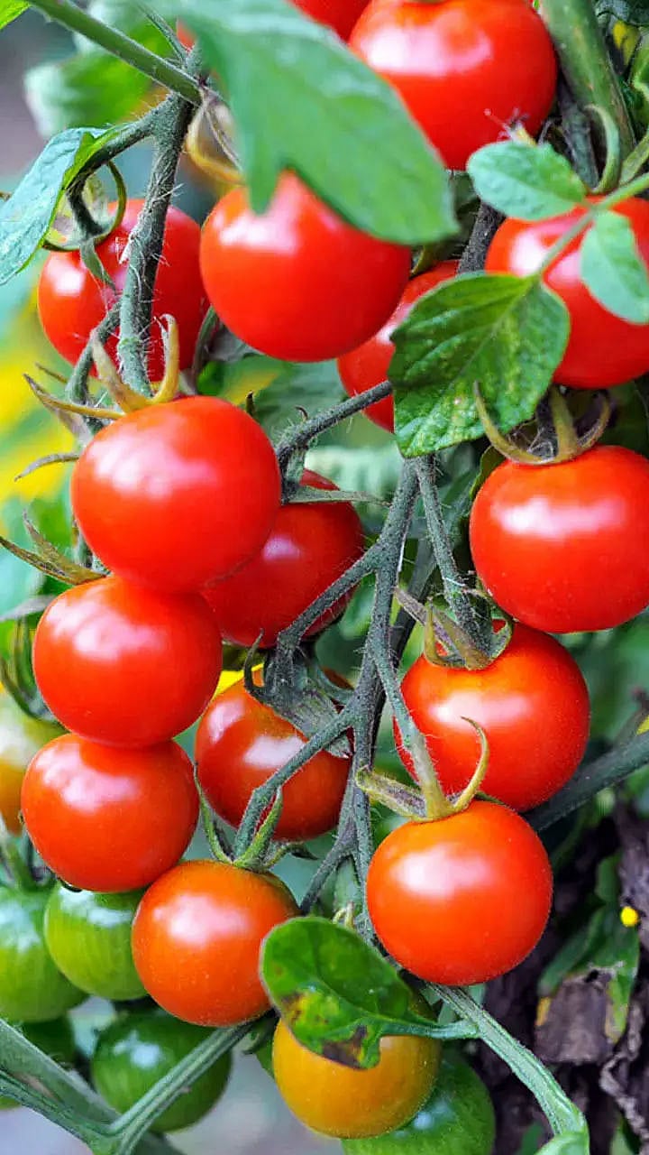 Foods that can be eaten Raw for Health Benefits