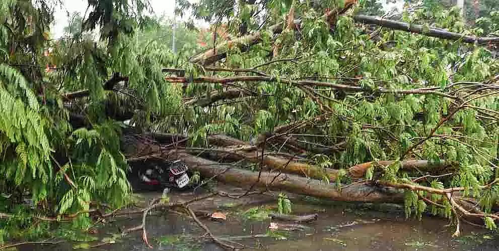 Assam: Workers of a Film Set Injured as Tree Uproots