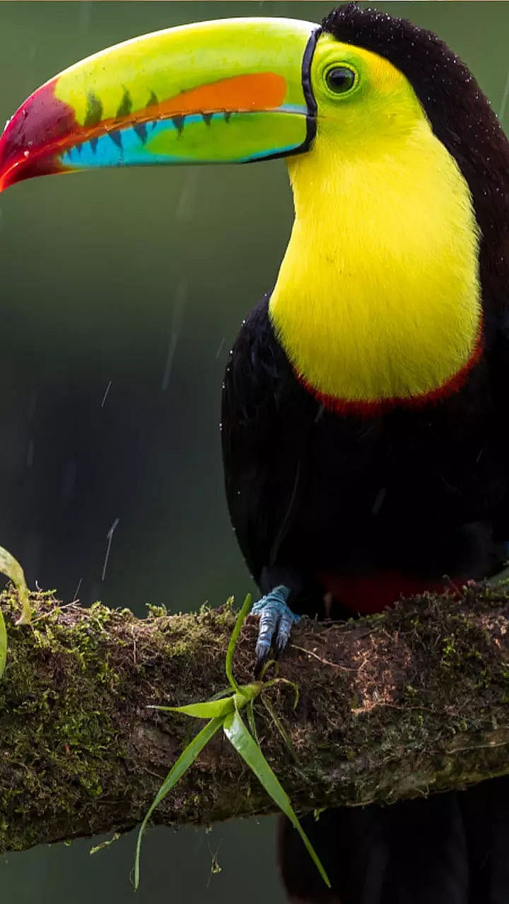 Legally Permissible Exotic Creatures for Domestic Keeping in India