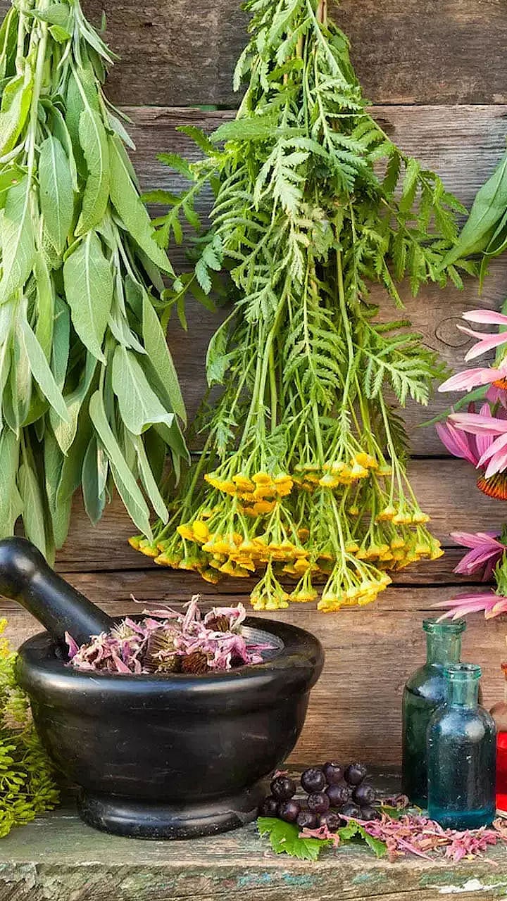 Medicinal Plants You Can Grow At Home