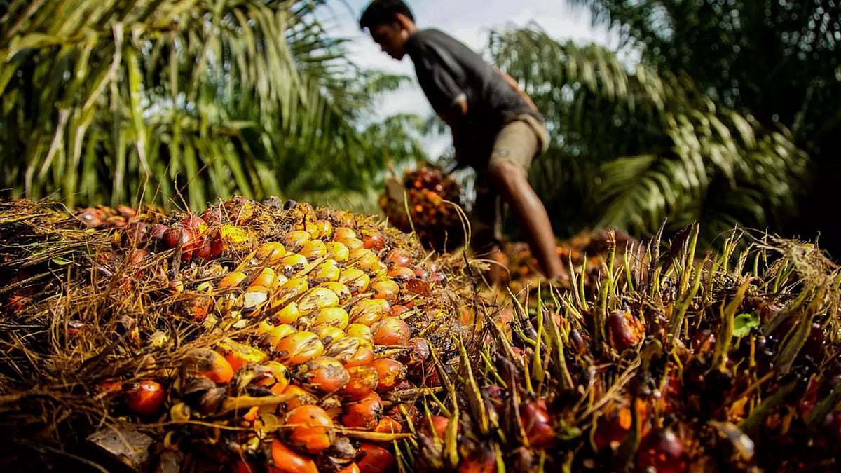 Assam: Students’ body opposes proposed oil palm cultivation in Tinsukia