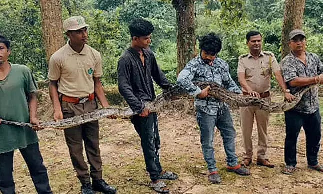 Assam:18 ft-long python rescued by locals in Nagaon district