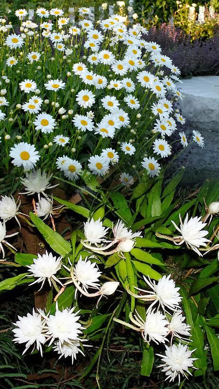 9 Plants That Glow At Night And Give You Light