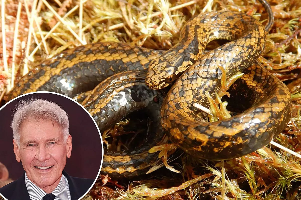 Harrison Ford gets snake species named after him