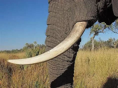 Assam: Successful Raid Seizes Elephant Tusk in Wildlife Protection ...