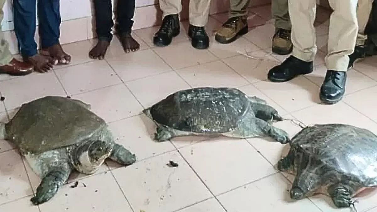 Assam: Endangered Turtles Rescued; Wildlife Traffickers Apprehended