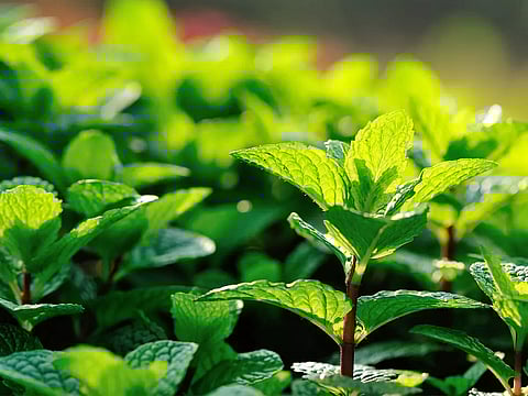 Tripura: Study Reveals 248 Plant Species That Cures 75 Diseases