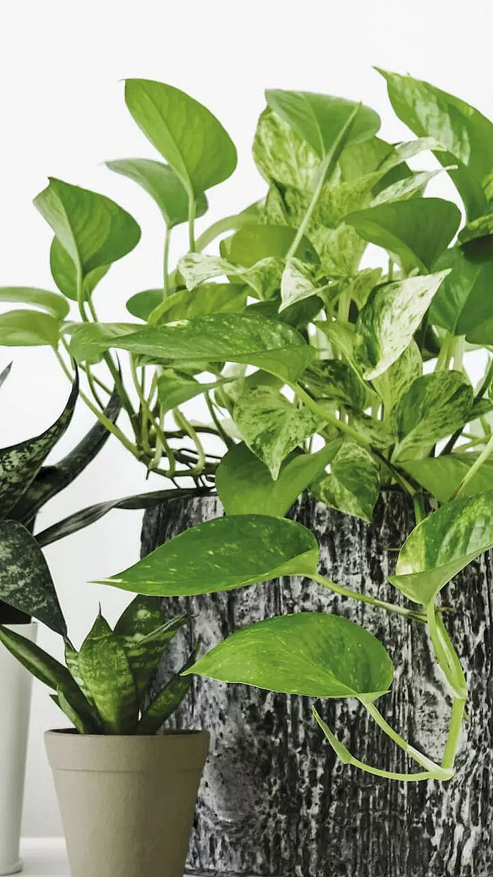 9 Plants to reduce humidity from Air