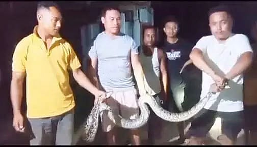 Assam: Large Python Rescued in West Karbi Anglong