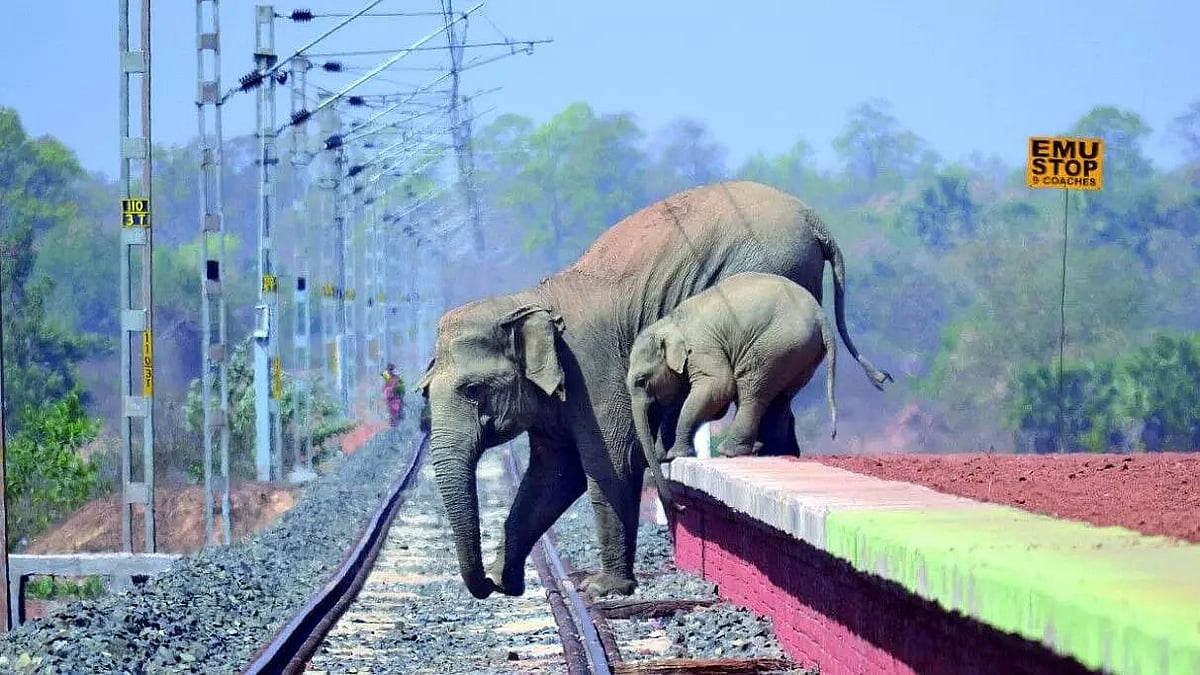 Northeast Frontier Railway introduces AI-based surveillance in elephant ...