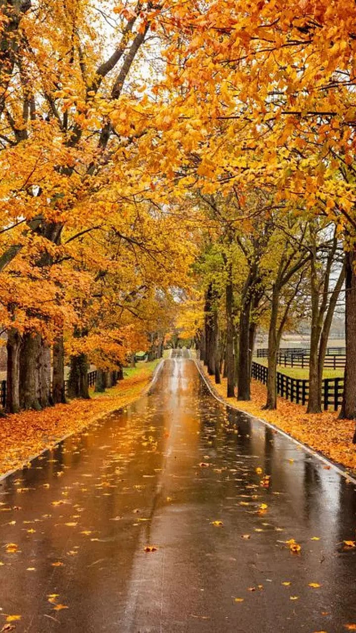 Most Beautiful Roadways Around The World