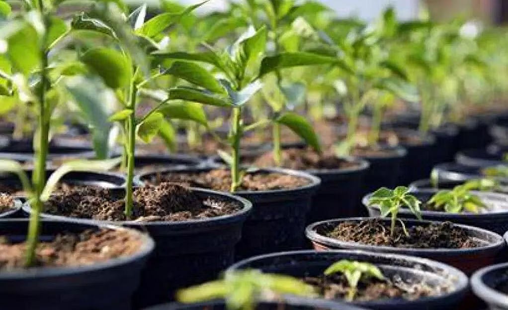 Assam: Amrit Brikshya Andolan: 3 lakh saplings planted in Nalbari