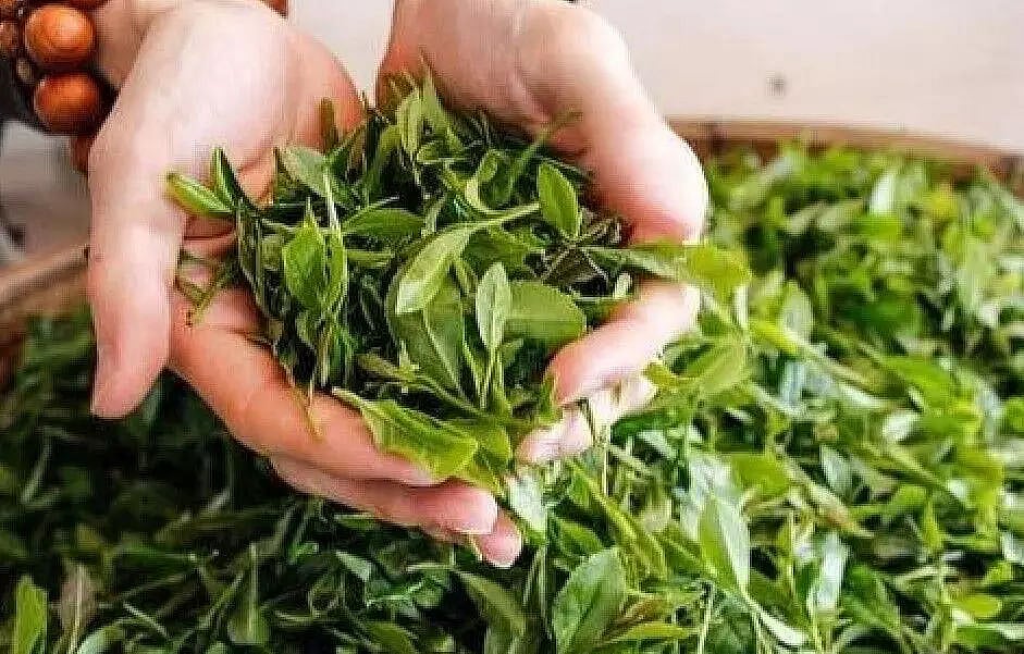 Assam: Small Tea Growers Cry Out for MSP for Green Tea Leaves