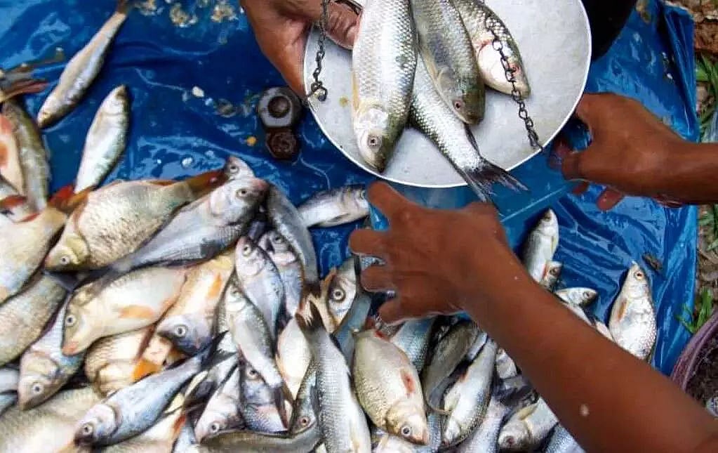 HC expresses displeasure for not providing details of formalin ...