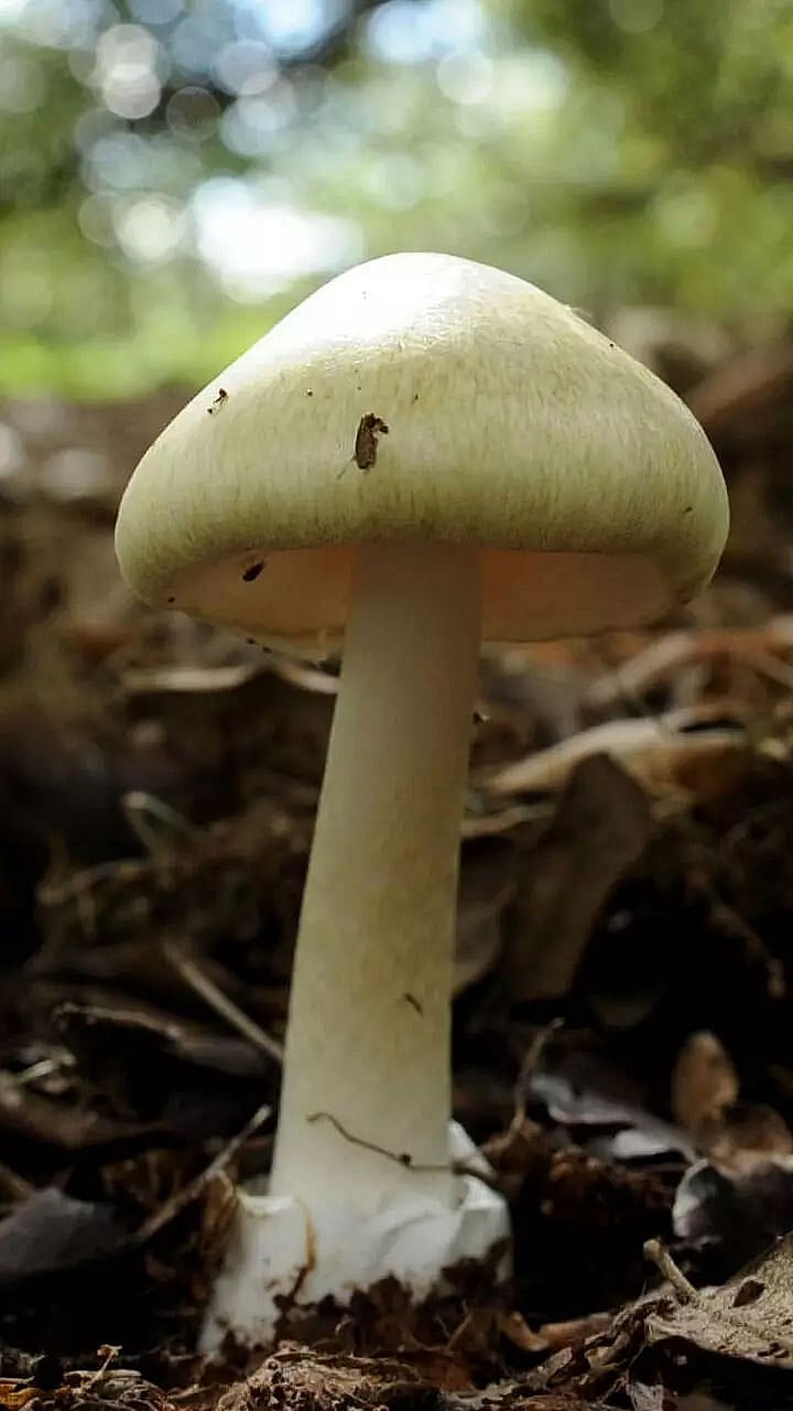 Most Deadly Poisons in the World