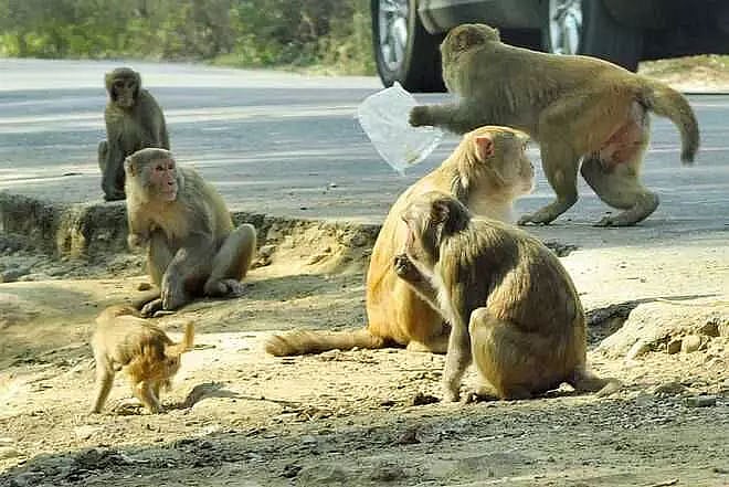 Assam: Monkey menace haunts Bajali residents