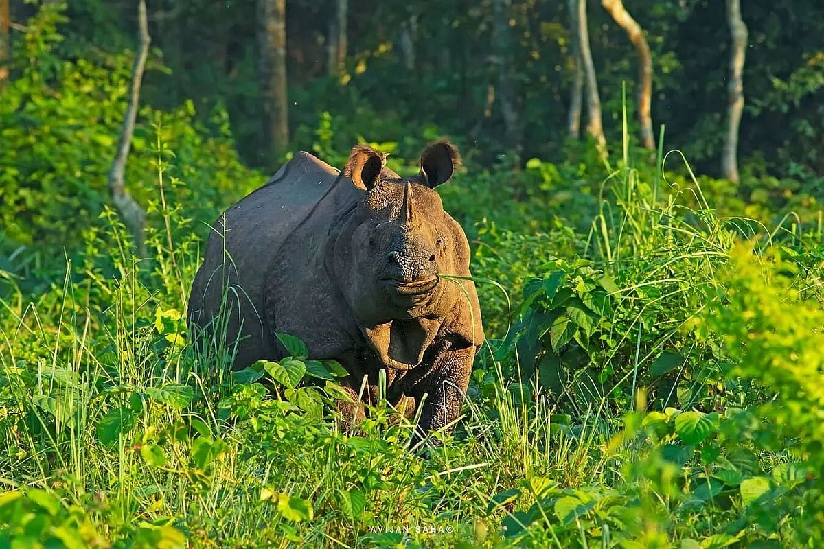 Assam: Training programme on Rhino DNA Indexing System held