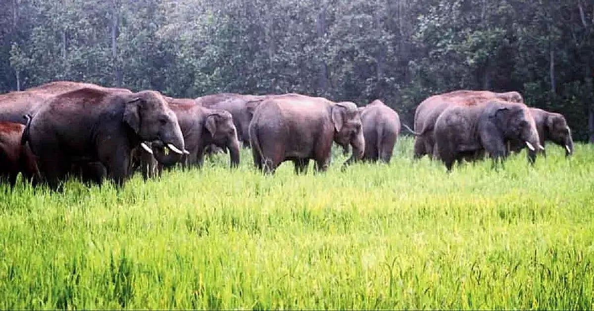 Meghalaya: Tragic Elephant Encounter Claims Lives in the North Garo Hills
