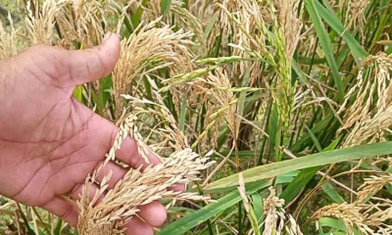Paddy fields affected by severe diseases in district of Arunachal Pradesh