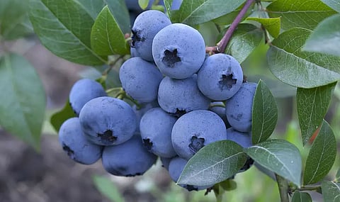 Blueberries: The antioxidant powerhouse for the human brain