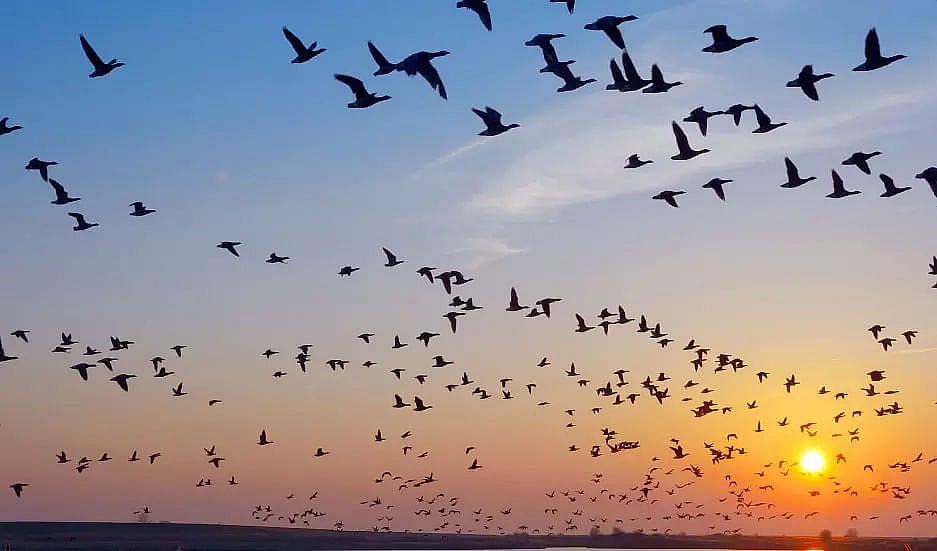 Assam: Jatinga Bird Festival to Attract Huge Footfall in Haflong