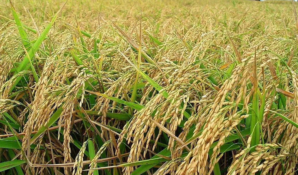 Paddy Procurement Scheme is successful despite missing target: ASAMB