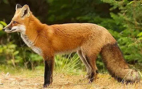 Assam: Unprecedented Fox Attack Injures 10 in Kamrup District