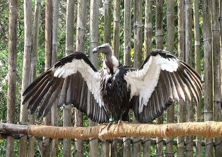 Aranya Suraksha Samity, Assam Vulture protection project