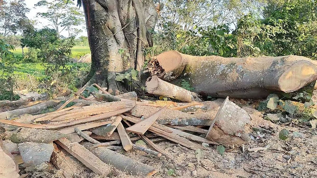 Illegal cutting of trees in south Sootea: A matter of concern
