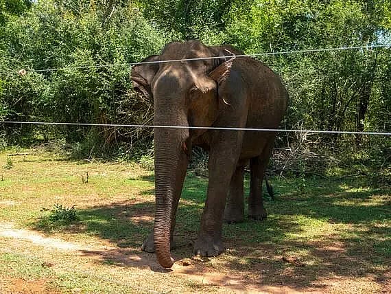 Assam: Solar fence installed to protect paddy from wild elephants