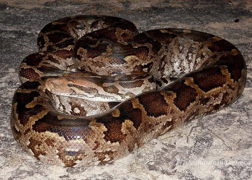 Assam: Massive Python Rescued in Udalguri District