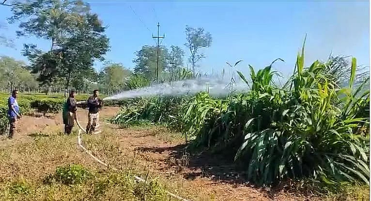 Assam: Guatemala Grass Cultivation Inside Tea Garden Catches Fire