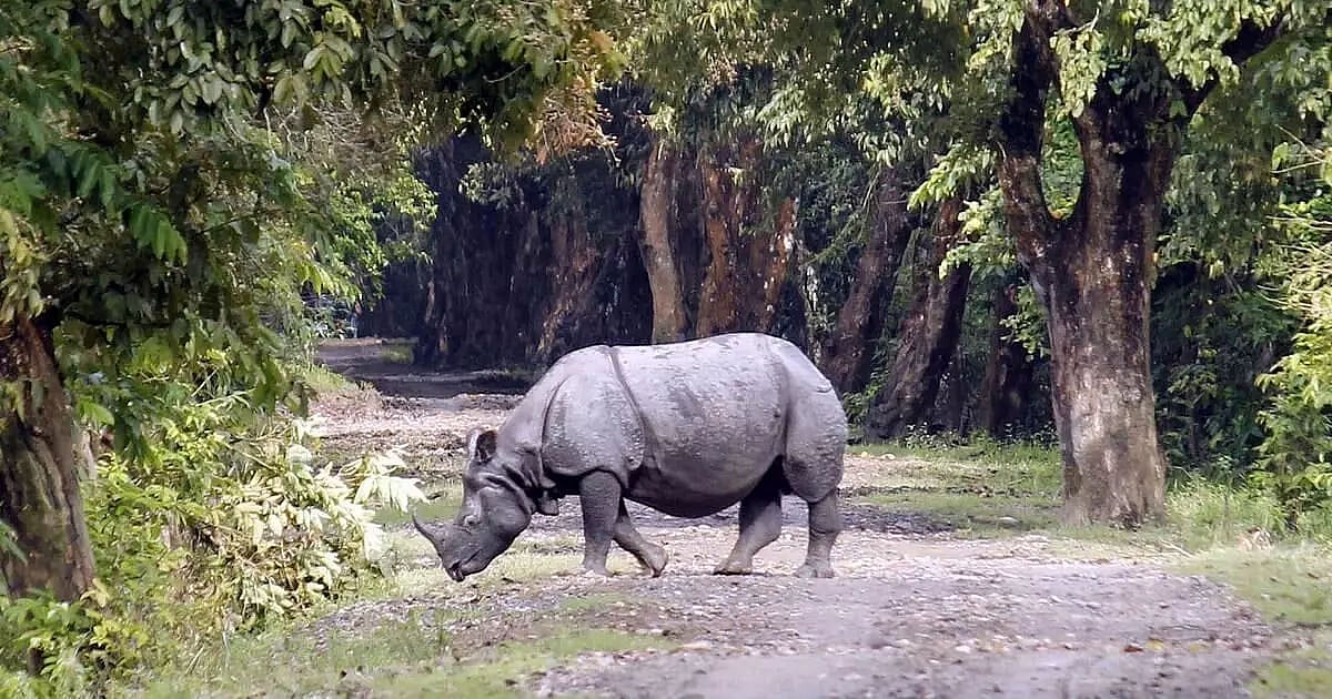Assam: Rhino spotted wandering at Jamuguri in the Sonitpur district