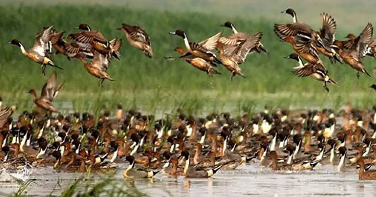 Assam: Panidihing Bird Sanctuary gets ready for winged visitors
