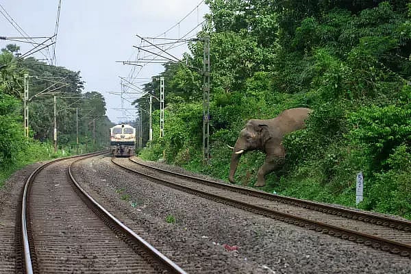 Assam: Elephant Killed By Speeding Train In Lakhimpur