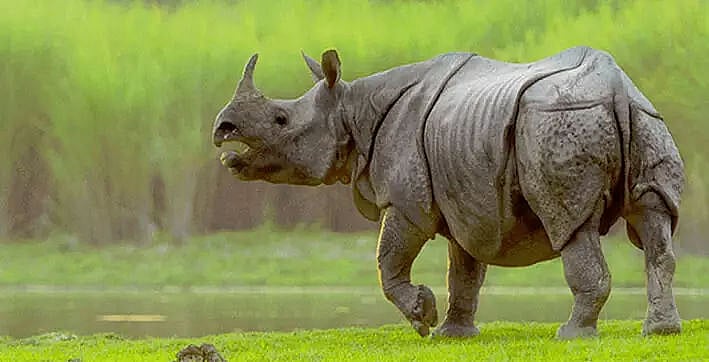 Assam: Man Detained for Killing a Rhino in Kaziranga National Park