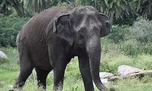 Assam: Elephant gives birth to calf in human habitation in Chirang
