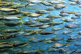 Meet focuses on importance of fish in diet