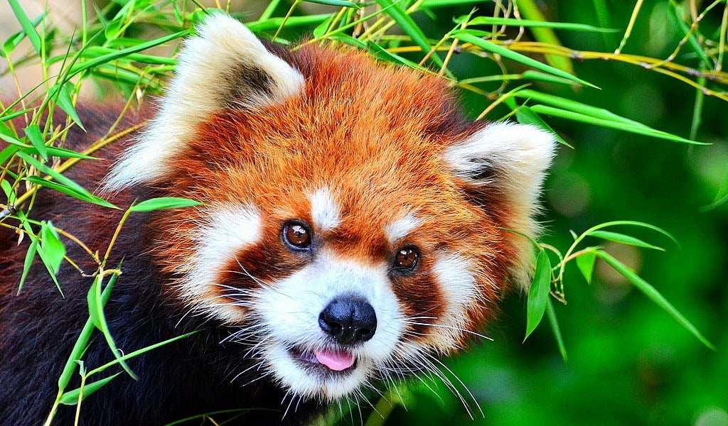 Red Panda adopted from Bengaluru by wildlife enthusiasts