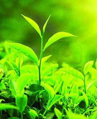 Indian tea industry records highest-ever production