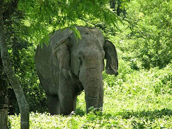 Man-elephant conflict on rise in Udalguri