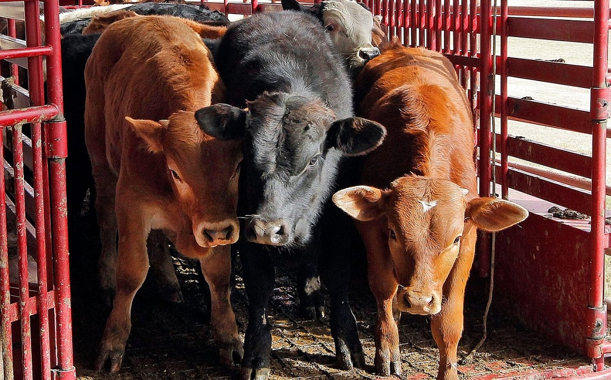 Cattle theft on the rise, two stolen cows recovered