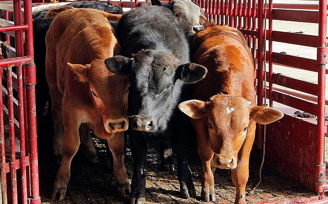 Cattle theft on the rise, two stolen cows recovered