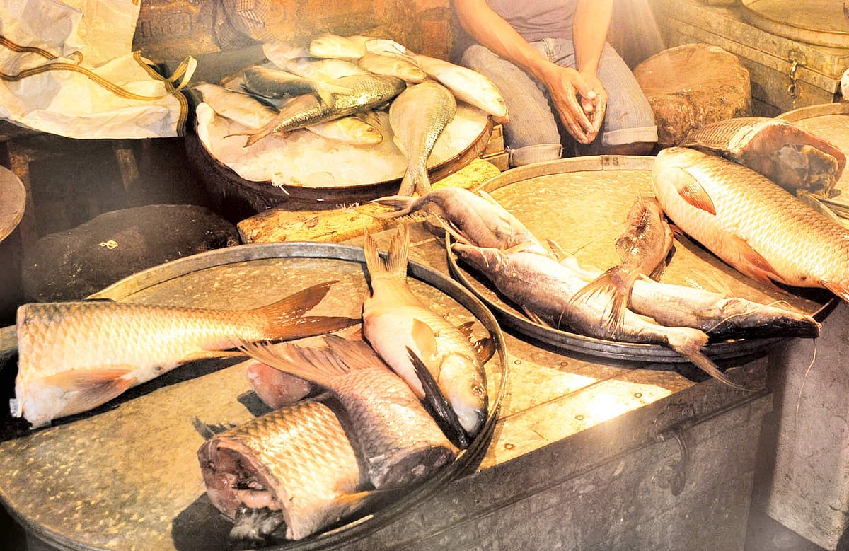 Sale of salani fish banned in Assam