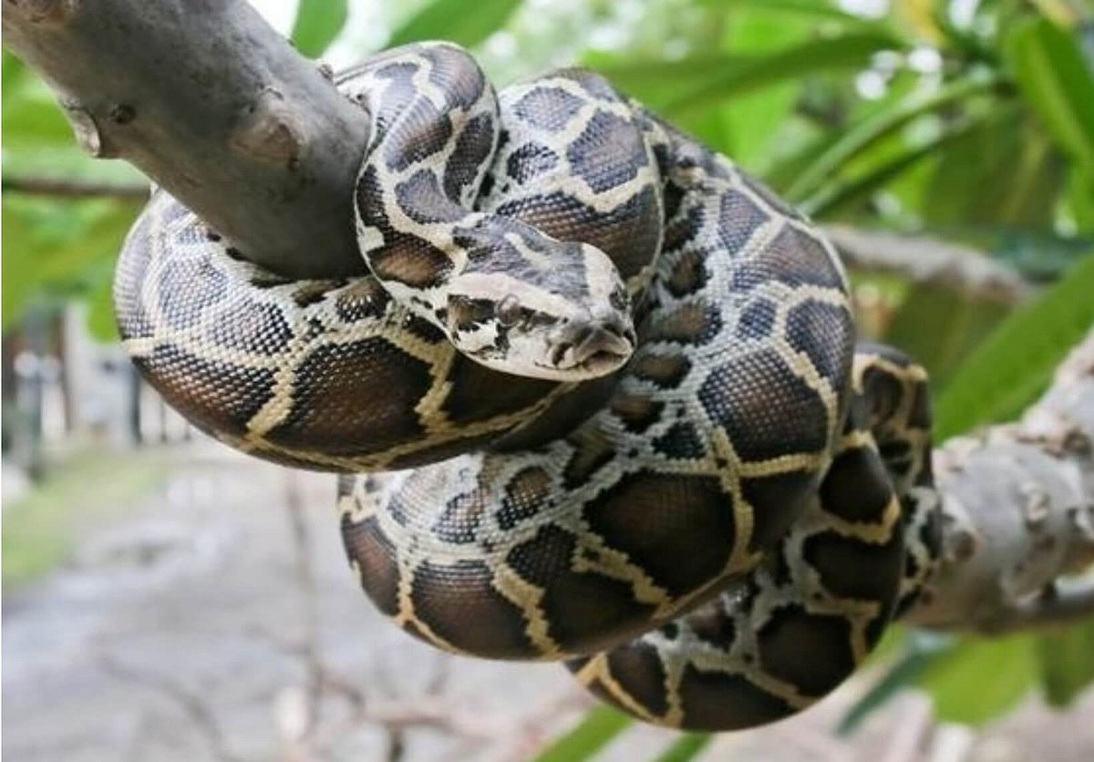 9 ft Long Burmese Rock Python rescued From Assam's Baksa District
