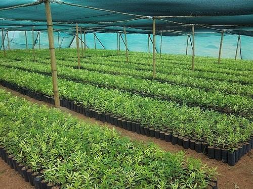 Agar, chandan sapling plantation programme