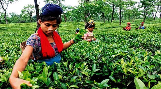 Land pattas to small tea growers